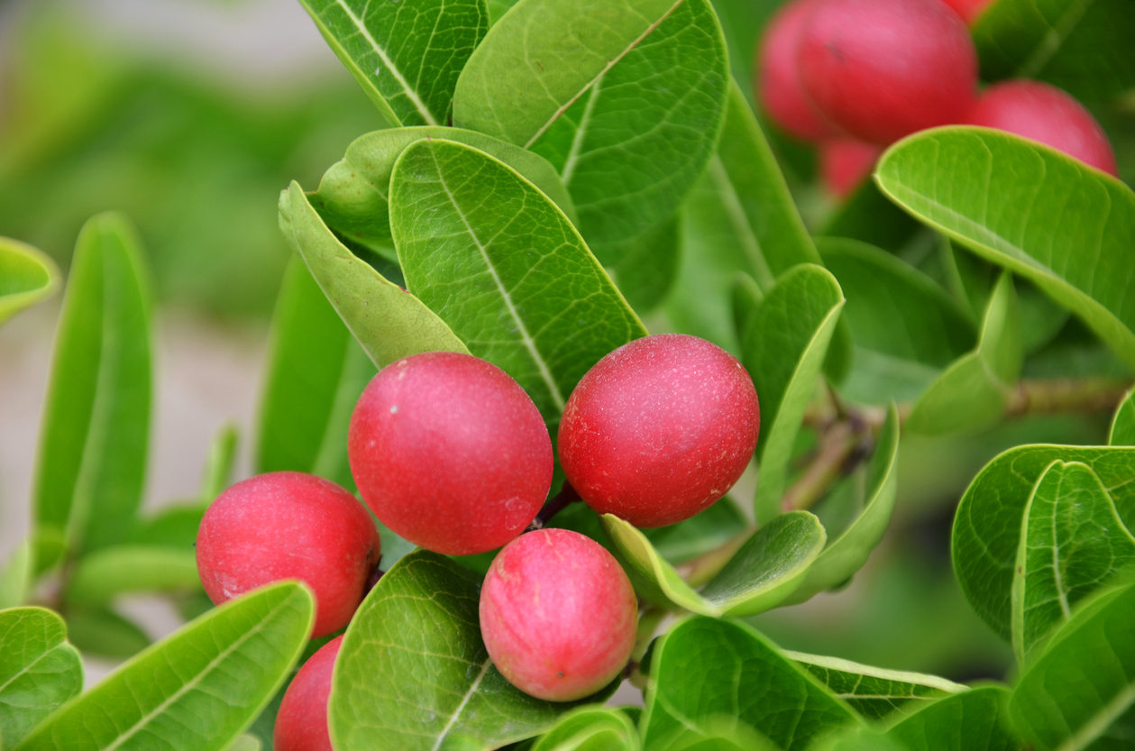20 Exotic Fruits You Never Knew Existed. How Many of Them Have You Tried?